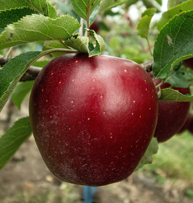 Royal Delicious Himalayan Apples – Barahnaja organics