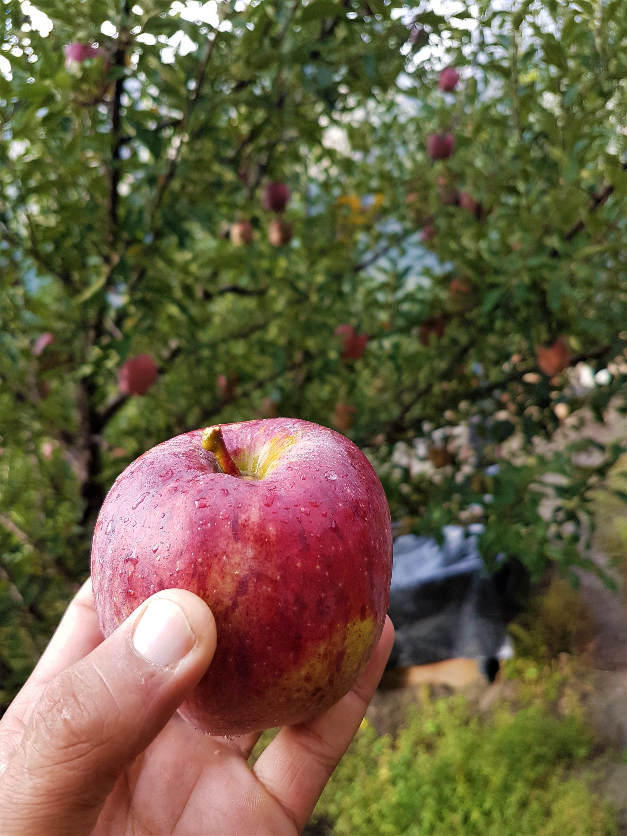 Red Gold Himalayan Apples 2.5 kg – Barahnaja organics