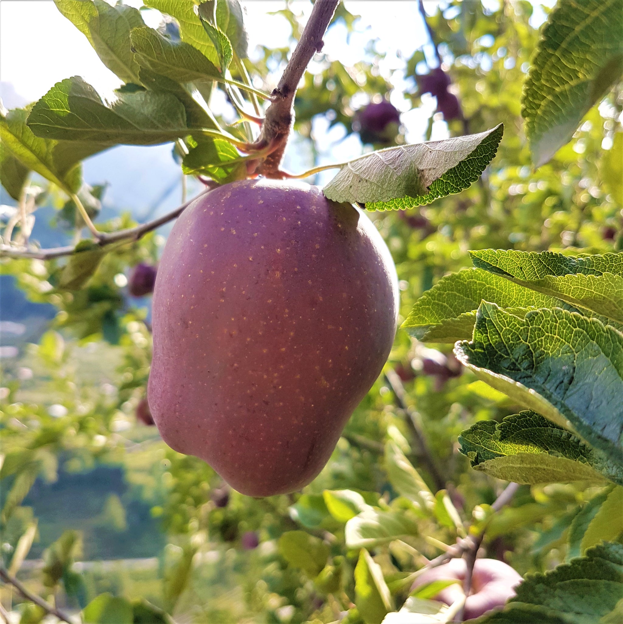 Royal Delicious Himalayan Apples – Barahnaja organics