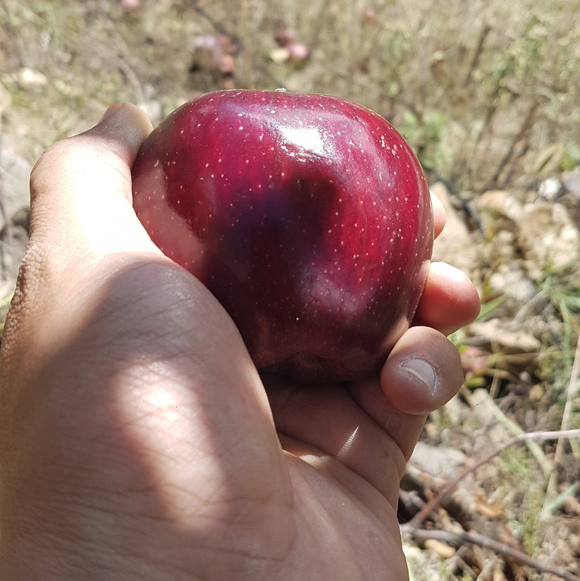 Royal Delicious Himalayan Apples 2.5 kg – Barahnaja organics