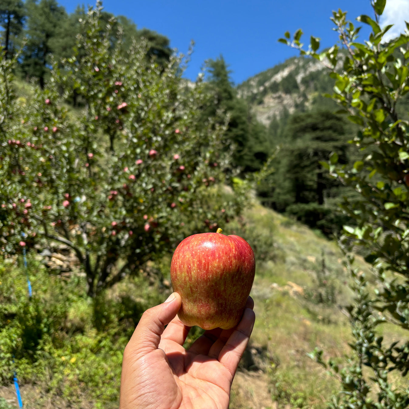 Royal Delicious Himalayan Apples 2.5 kg – Barahnaja organics
