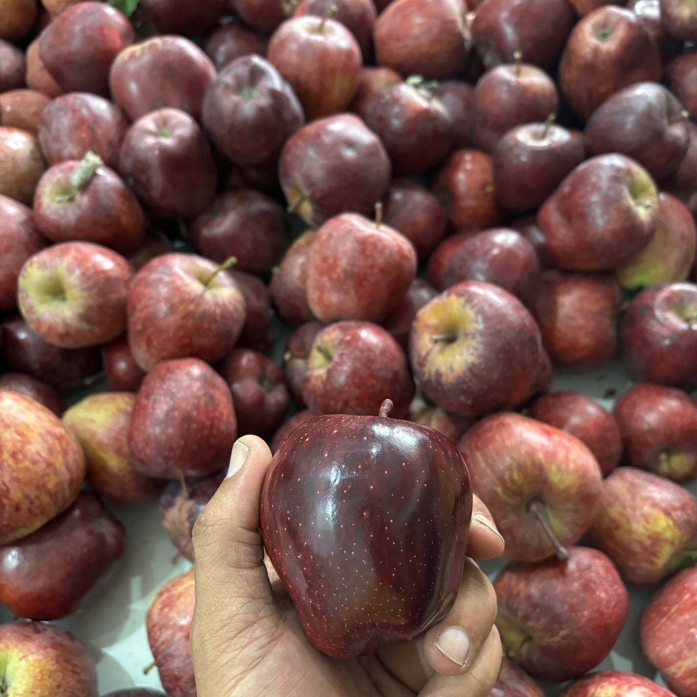 Royal Delicious Himalayan Apples 2.5 kg – Barahnaja organics
