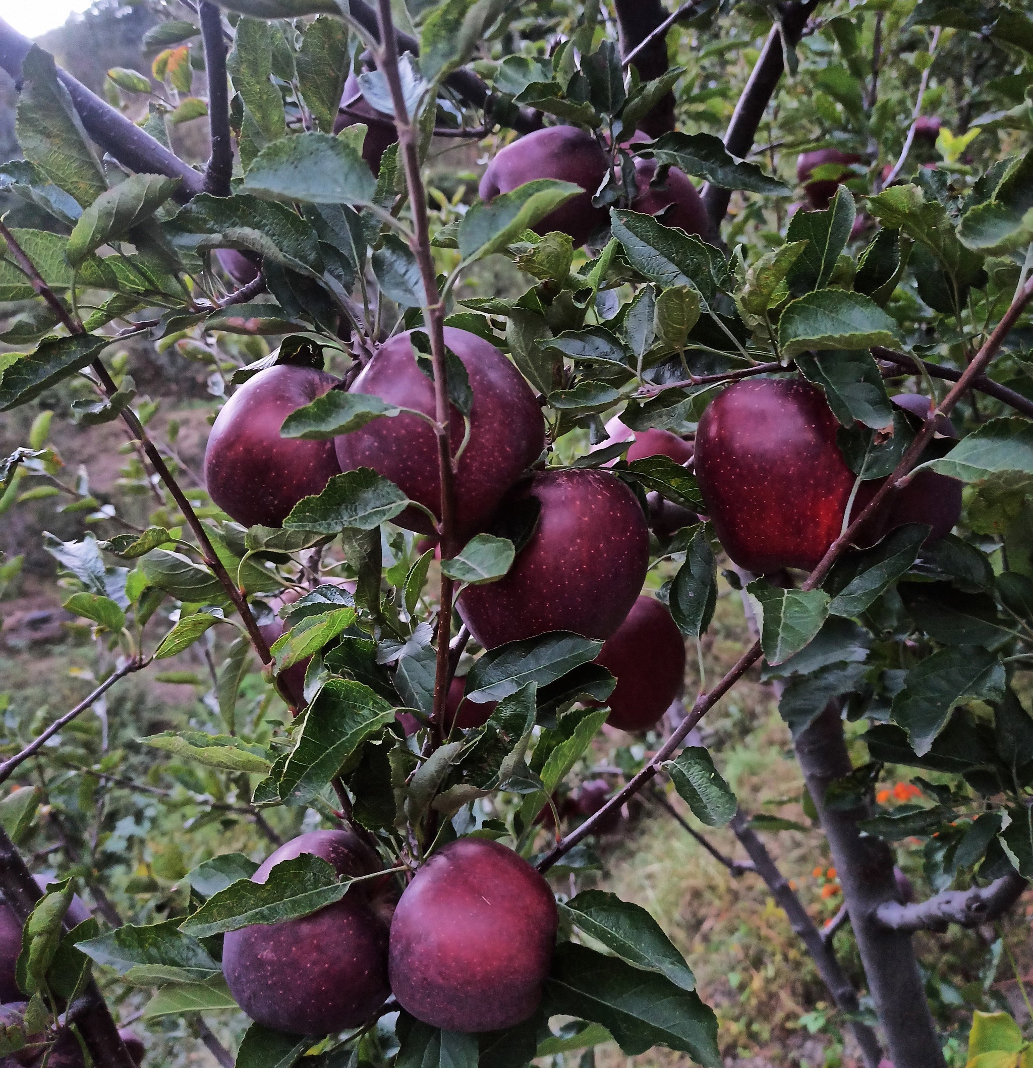 Royal Delicious Himalayan Apples – Barahnaja organics
