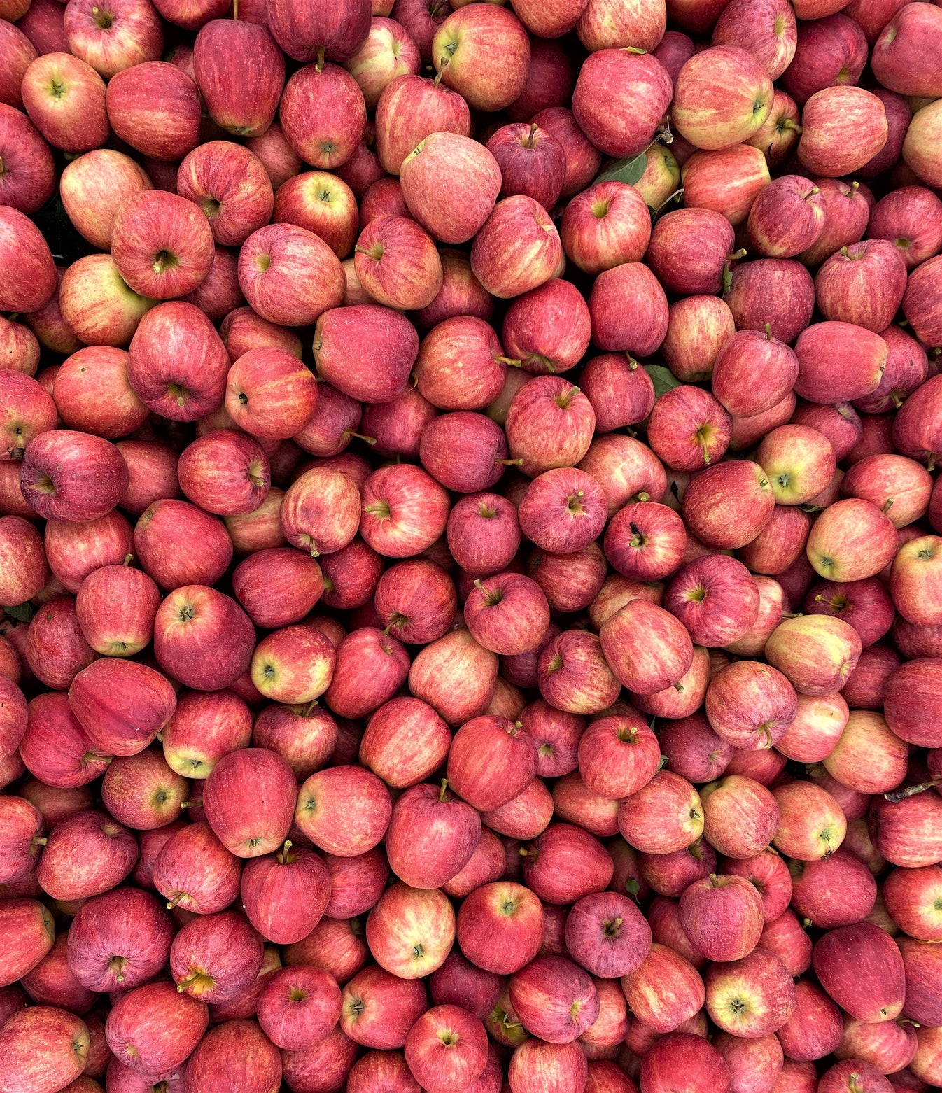 Red Gold Himalayan Apples 2.5 kg – Barahnaja organics